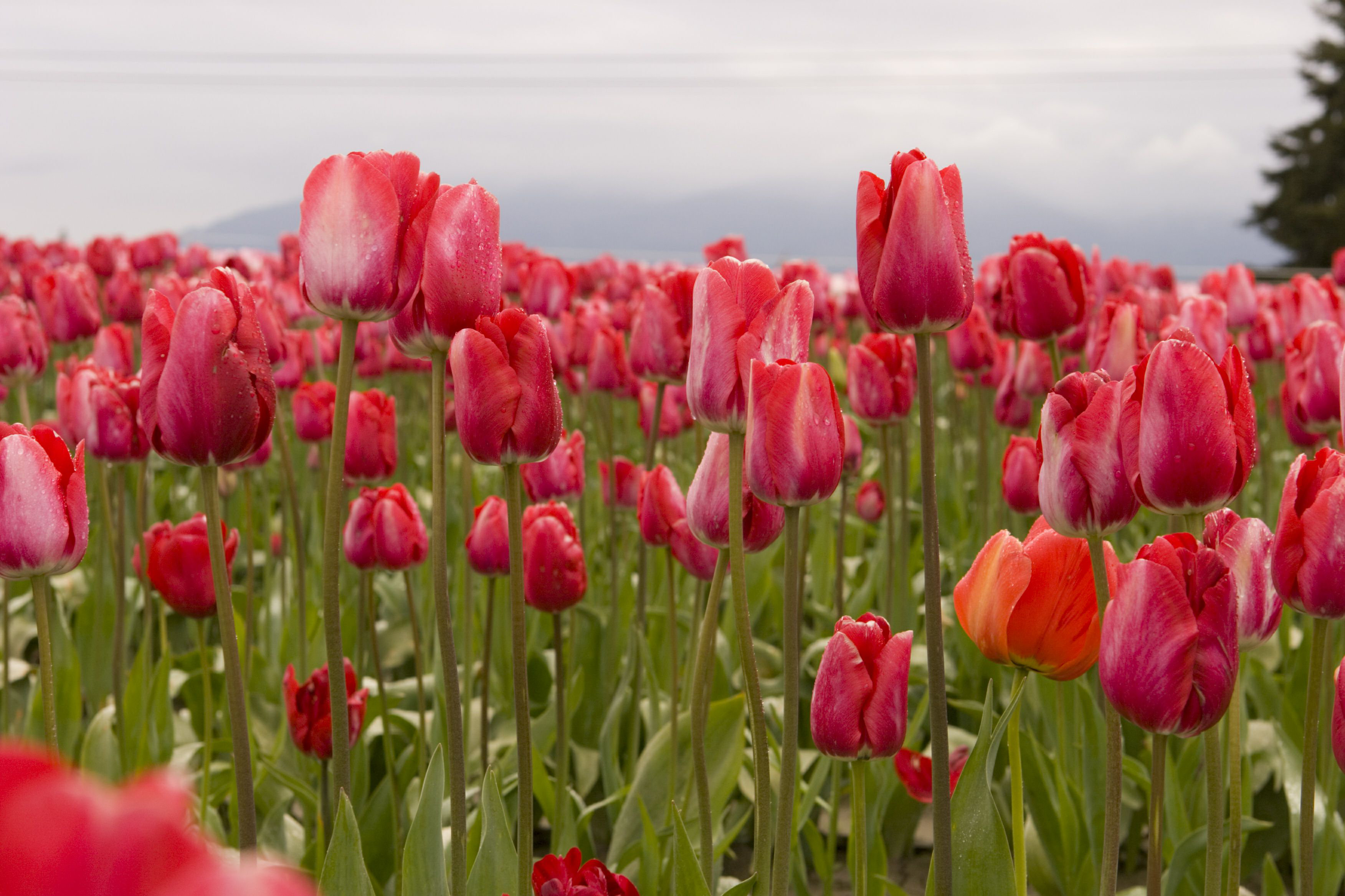 Ebern Designs Laginess Tulip Fields by Markhatfield - Print - Wayfair Canada